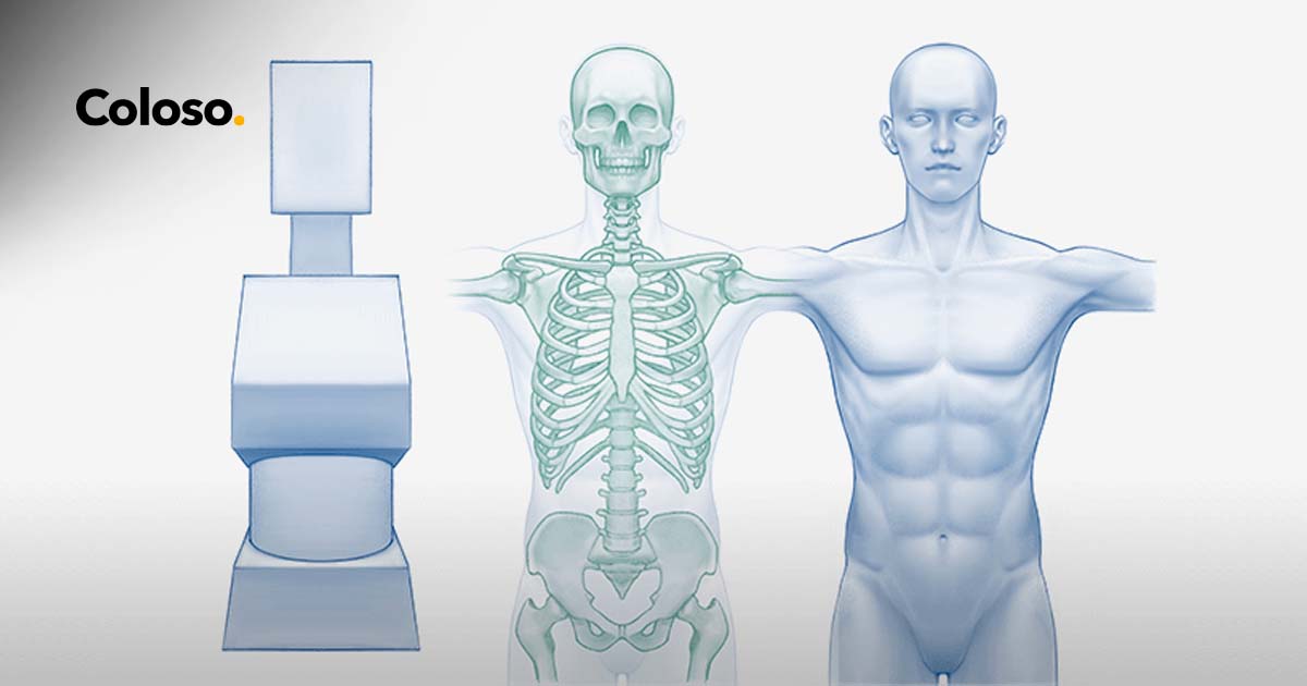 Basics of Human Anatomy and Body Mapping | Coloso.